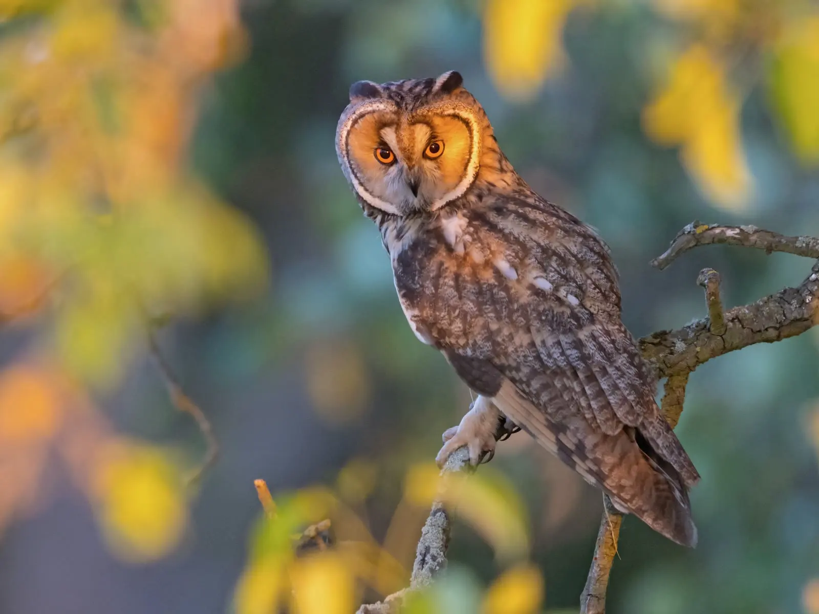 Hibou moyen-duc : que faire si vous trouvez un oisillon tombé du nid ...