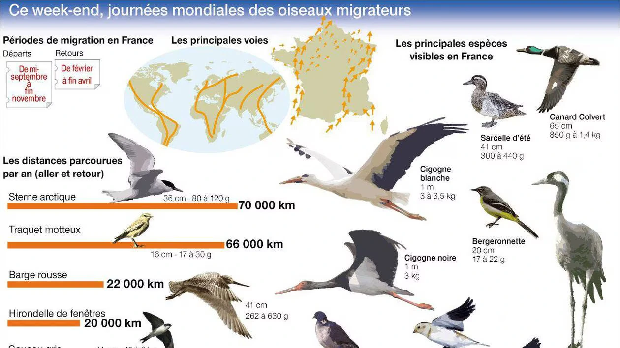 Les oiseaux migrateurs en France : calendrier et routes à connaître - CORIF