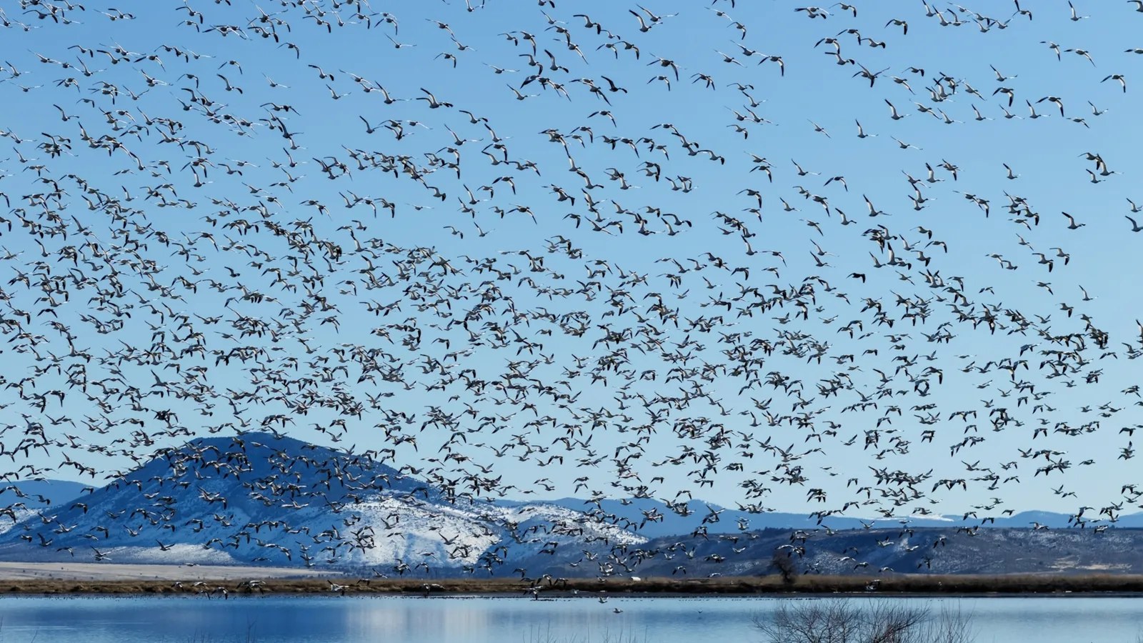 Migration des oiseaux en France : Routes, saisons et lieux d ...